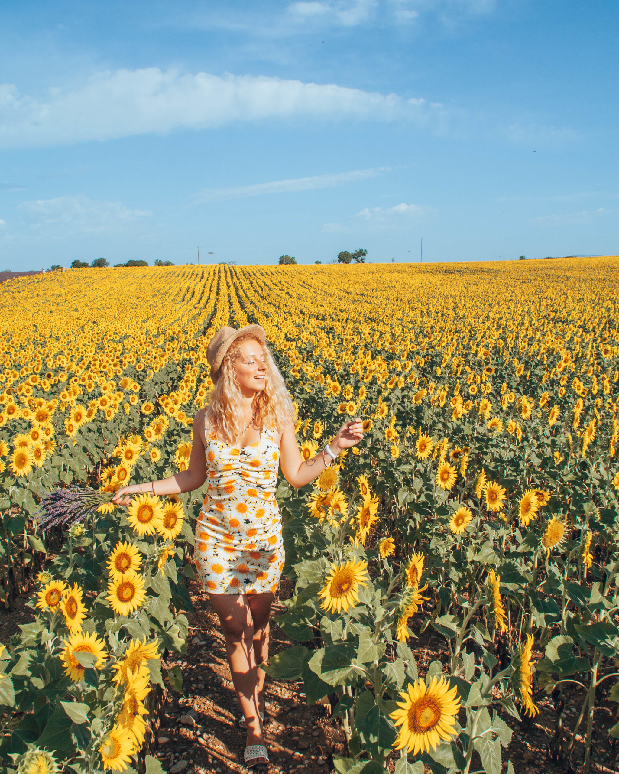 How to find and explore the lavender fields of Provence